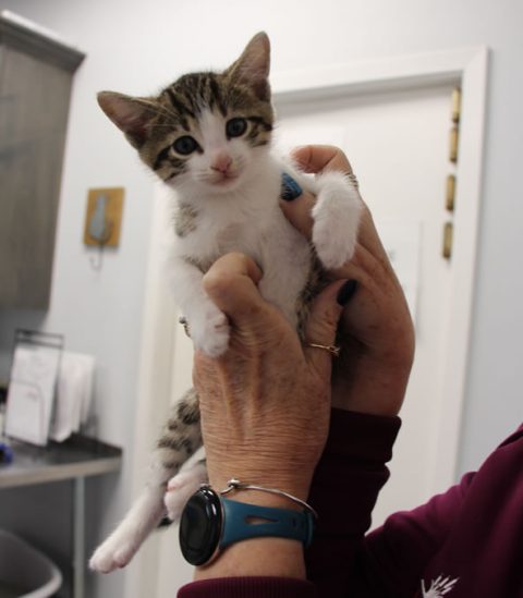 Comprehensive Feline Wellness Care | Manvel Lakes Animal Hospital